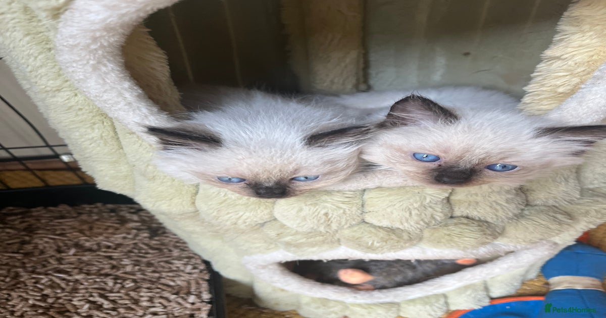 Beautiful pure breed Ragdoll kittens for sale in London | Pets4Homes