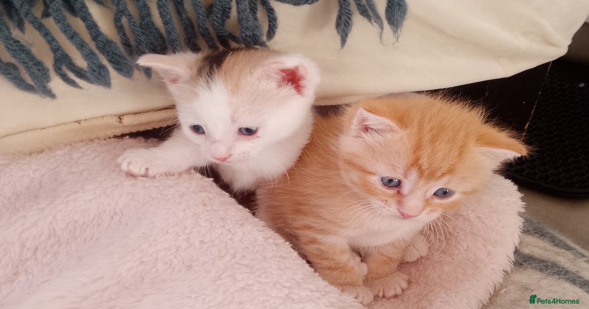 Sphinx cross kittens available for sale in Bedford | Pets4Homes