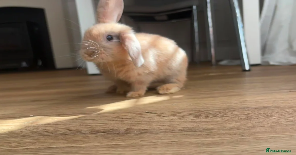 Mini Lop × Holland Lop Baby Rabbits for sale in Cwmbran | Pets4Homes