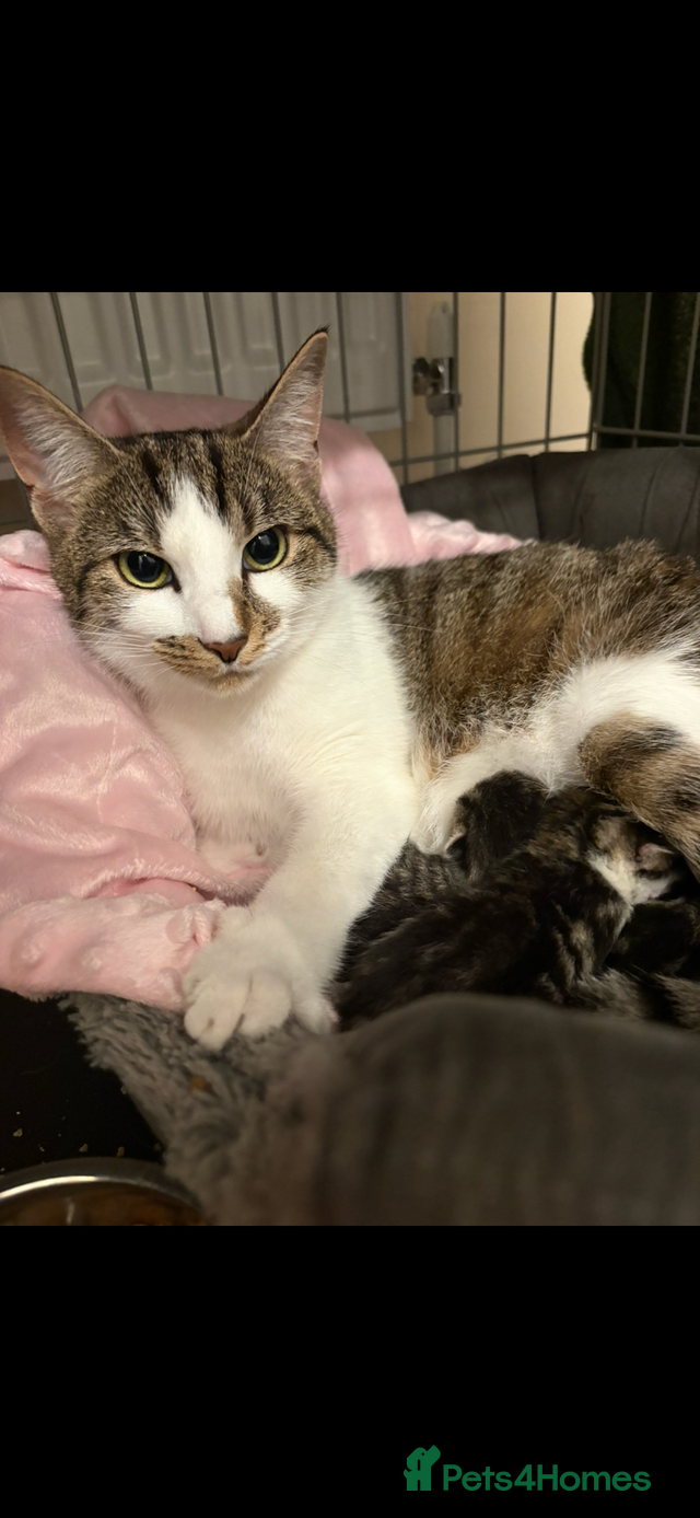 One boy kitten left for sale in Bampton | Pets4Homes