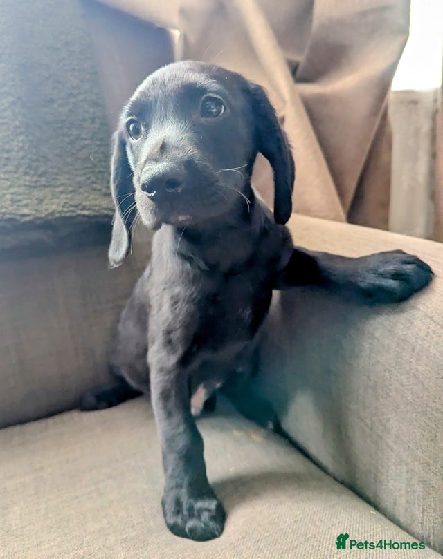 Cockerdor puppies for sale in Blackpool | Pets4Homes