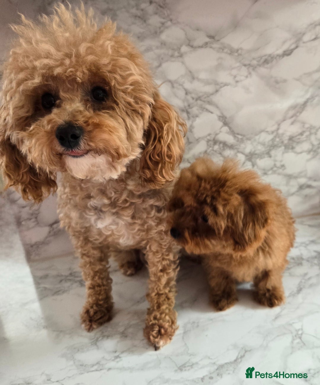 Gorgeous red maltipoo puppy for sale in Hornsea | Pets4Homes