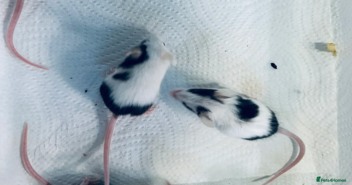 Baby Female Fancy Mice for sale in Barnsley | Pets4Homes