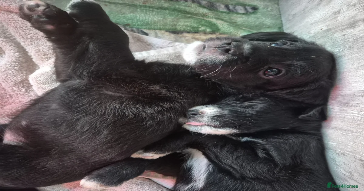 Mixed Breed Puppies for sale | Pets4Homes