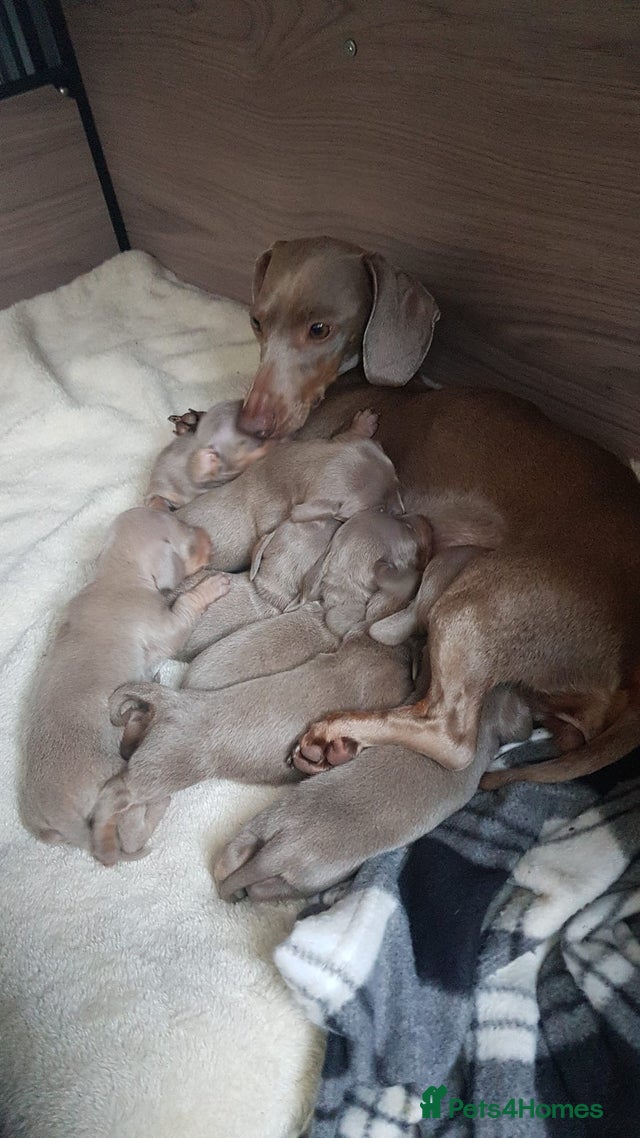 Miniature dachshund for sale in Basildon | Pets4Homes
