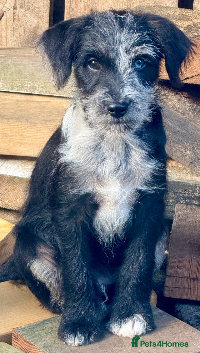 Beautiful Merle Jackapoo litter for sale in Kelty | Pets4Homes