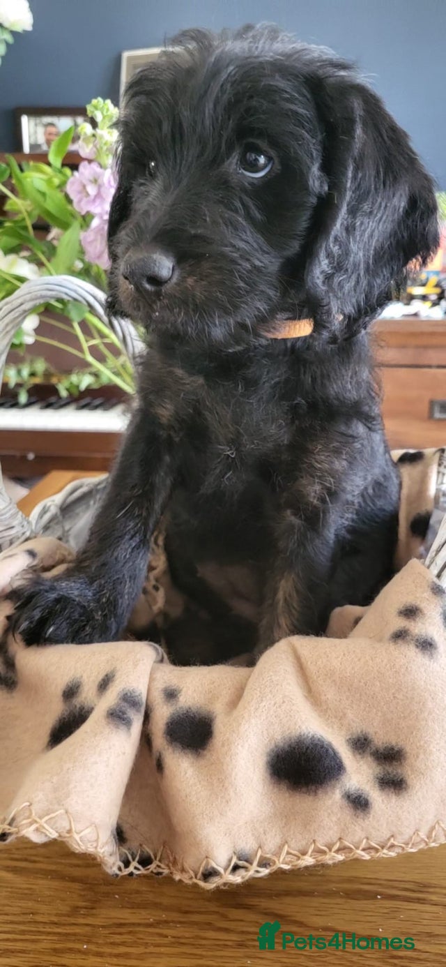 F1 Miniature Labradoodle puppies *READY TO LEAVE* for sale in Aberdeen ...