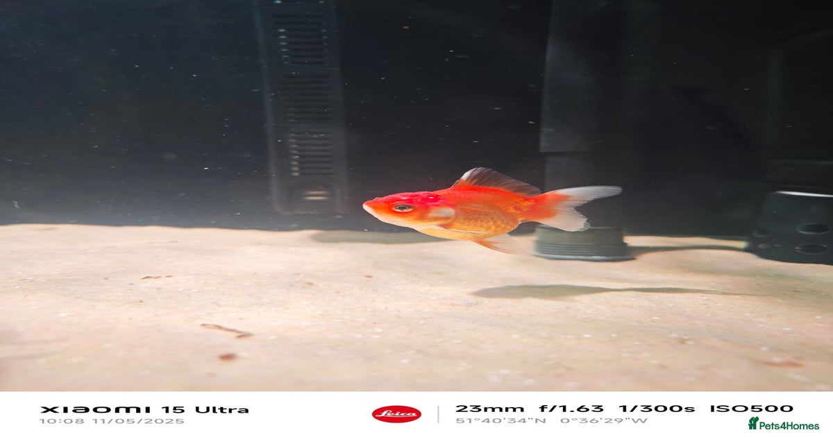 Rehome for 5 Oranda mini size for sale in Amersham | Pets4Homes