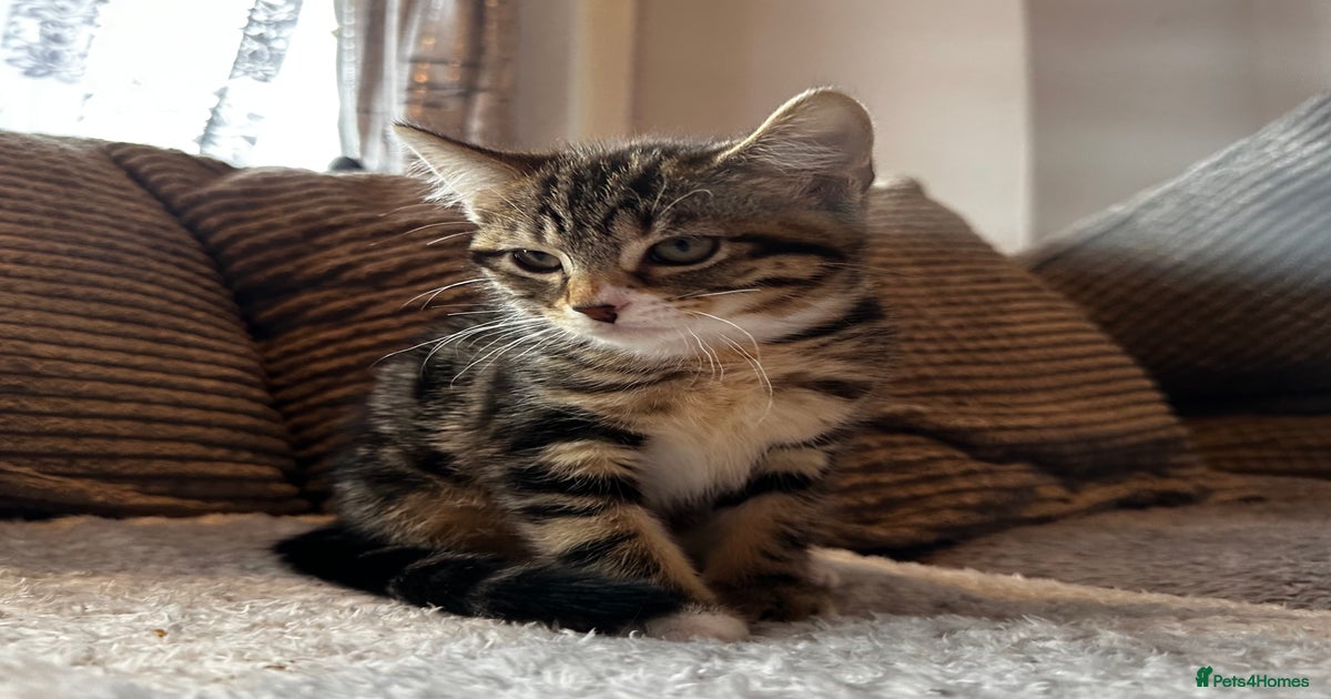 🐾 Adorable Kittens Looking for Forever Homes 💙 for sale in Blackpool ...