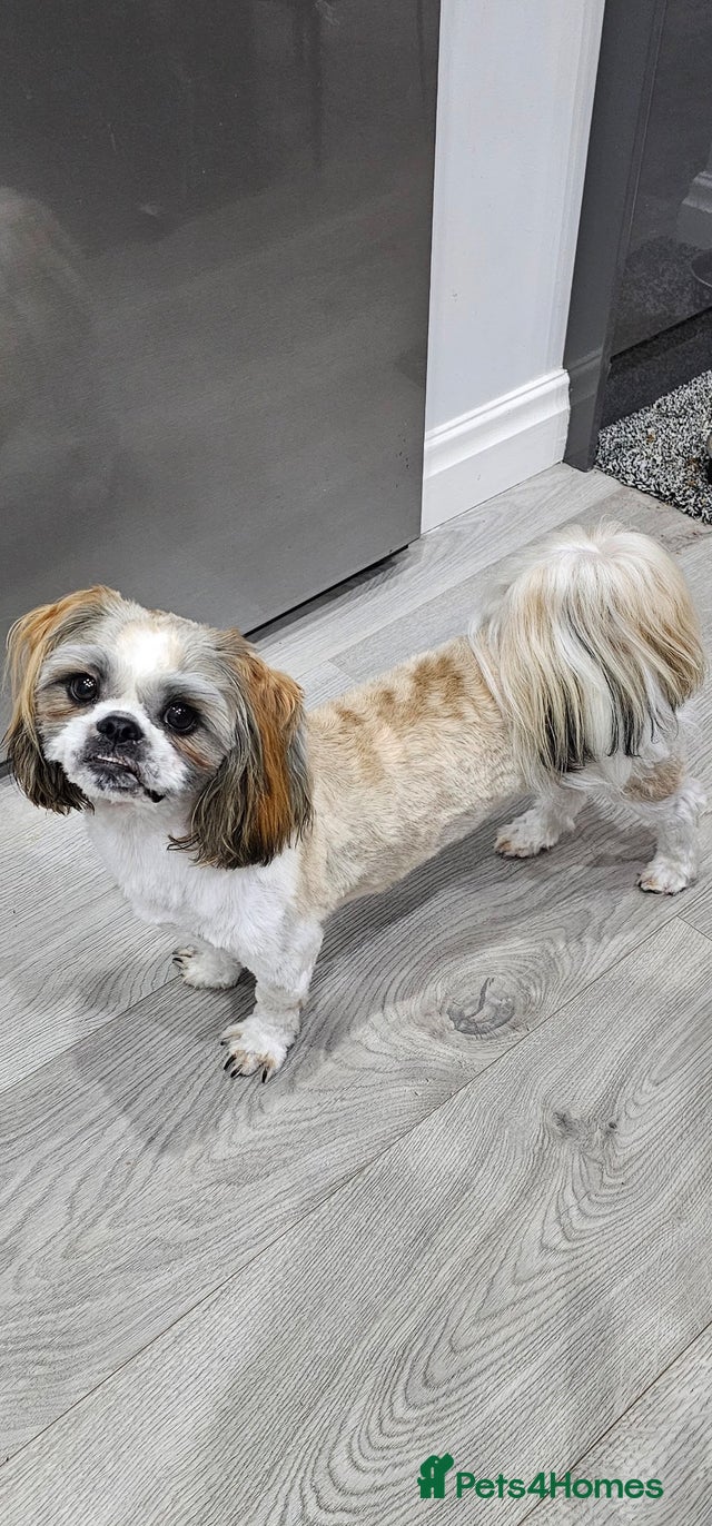 Male Shih Tzu almost 2 years old. for sale in Manchester | Pets4Homes