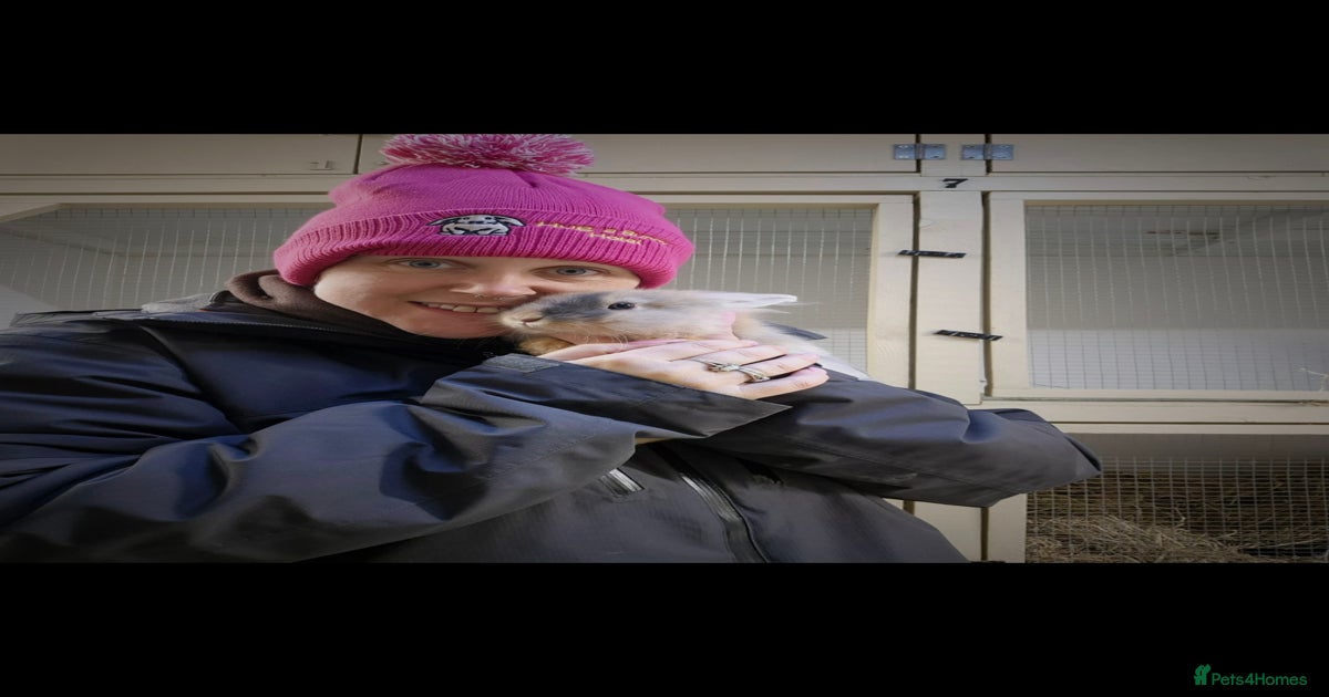 Little Rory vaccinated and castrated for sale in Camberley | Pets4Homes