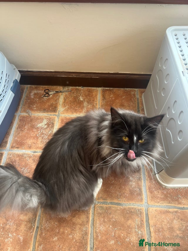 Male full pedigree GCCF Norwegian forest cat for sale in Telford ...