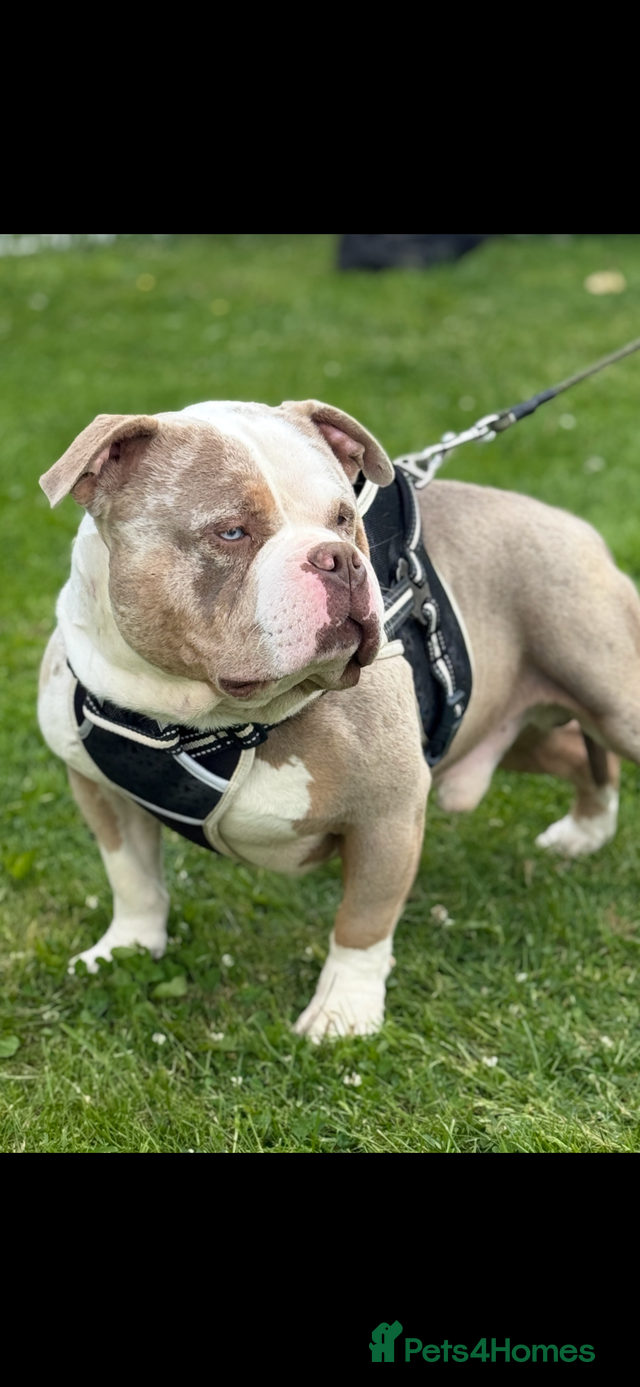 ABKC Lilac merle male pocket bully for sale in Leeds | Pets4Homes