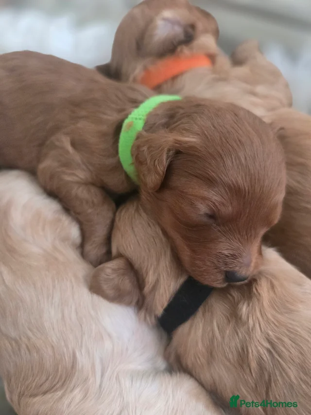 F1B Toy Cavapoo Puppies for sale in Eastleigh | Pets4Homes