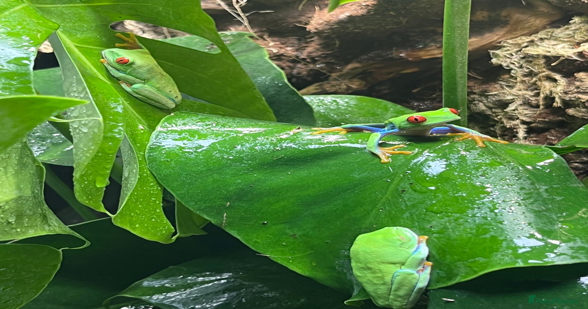 3 juvenile red eye tree frogs + bio-active setup for sale in | Pets4Homes