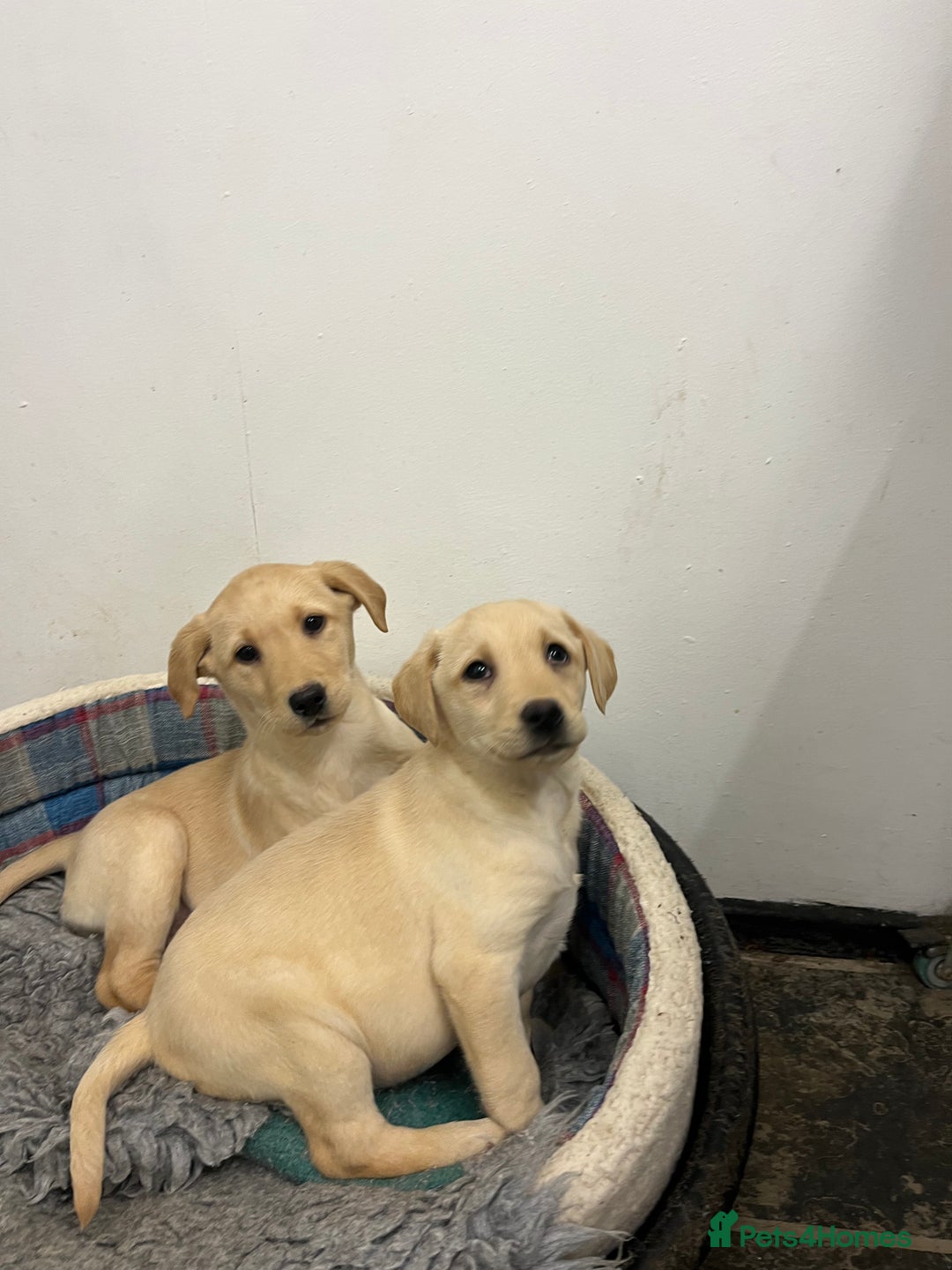 Gorgeous Yellow lab pups for sale for sale in Downpatrick | Pets4Homes