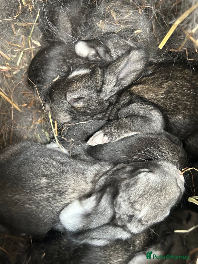 WE HAVE GOT THE WORLDS BIGGEST RABBITS for sale in Worcester | Pets4Homes