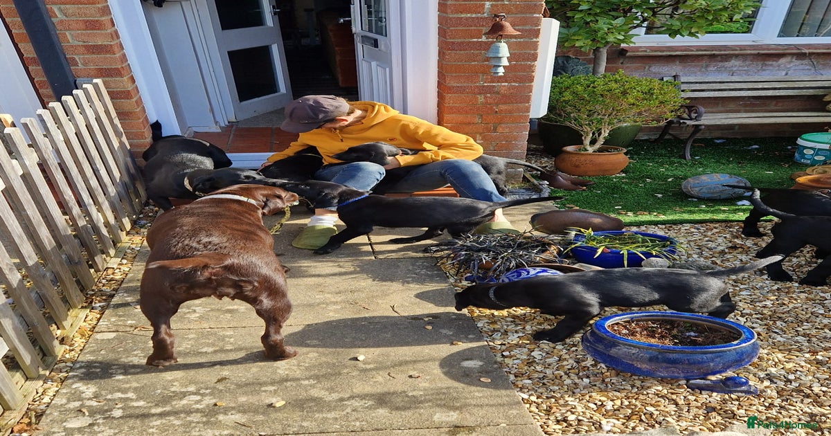 KC registered Working Labrador Puppies for sale in New Milton | Pets4Homes