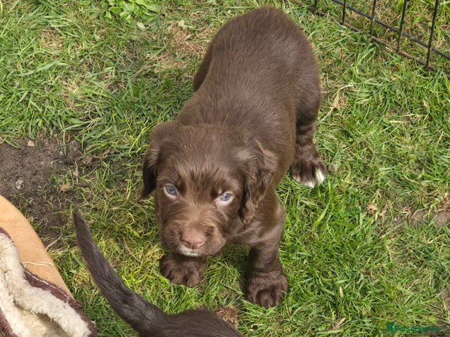 Sprocker Spaniels for sale in Newark | Pets4Homes