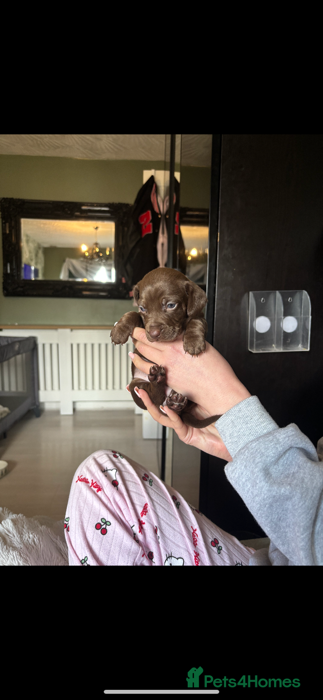 Docker puppies for sale in Sunderland | Pets4Homes