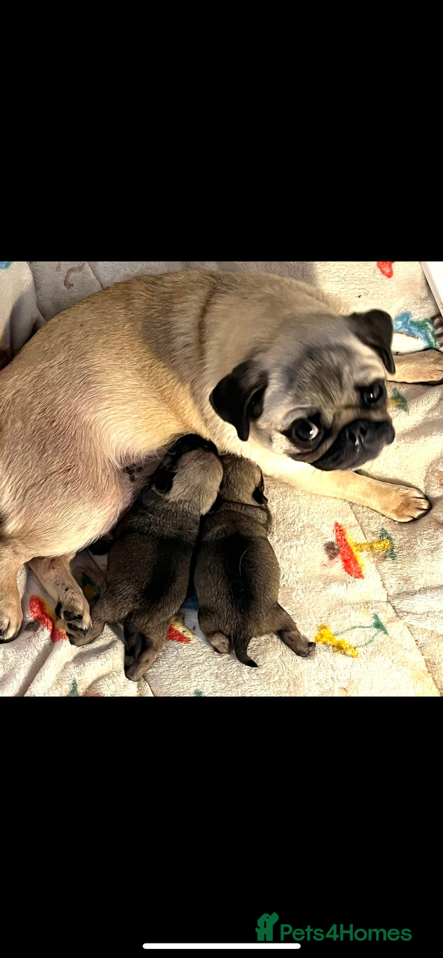 2 beautiful female Pug puppies for sale in Llanidloes | Pets4Homes