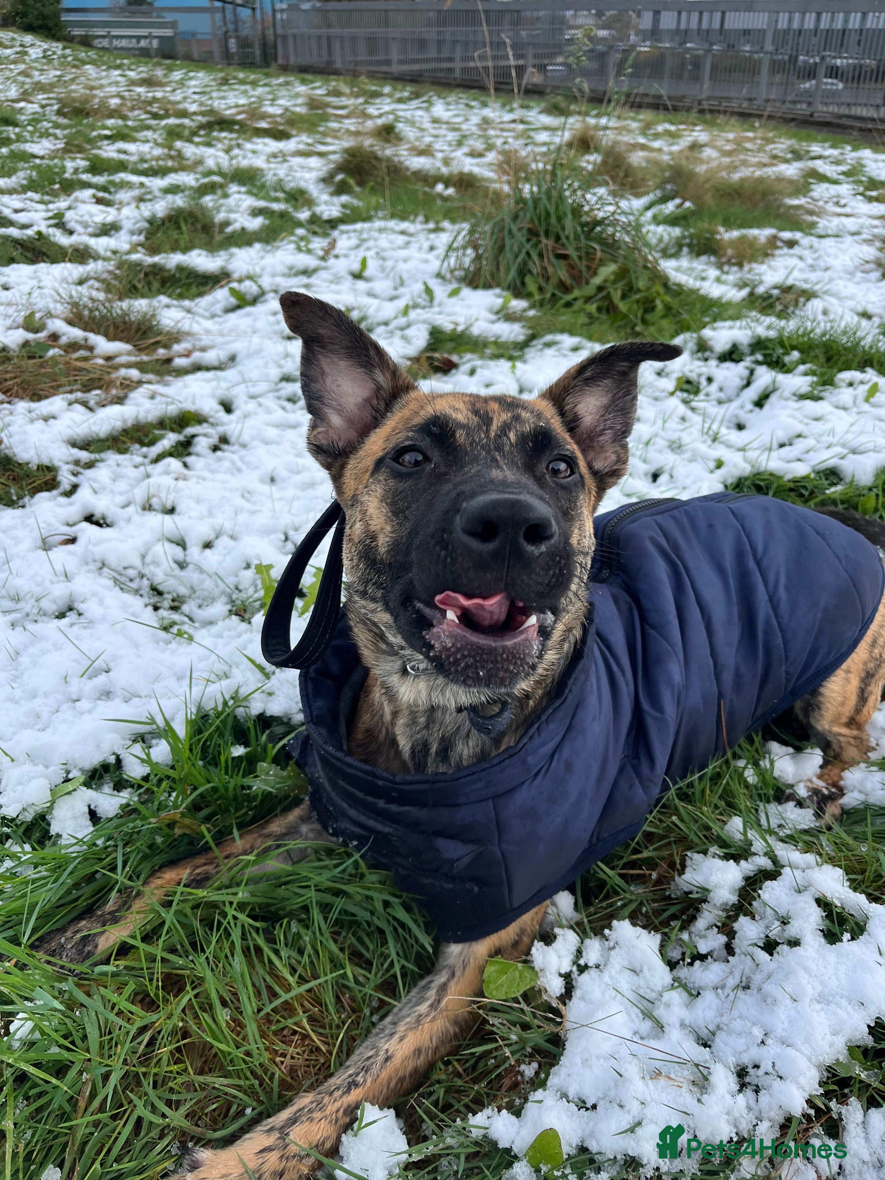 6 month old belgain mal puppy for sale in Liverpool | Pets4Homes