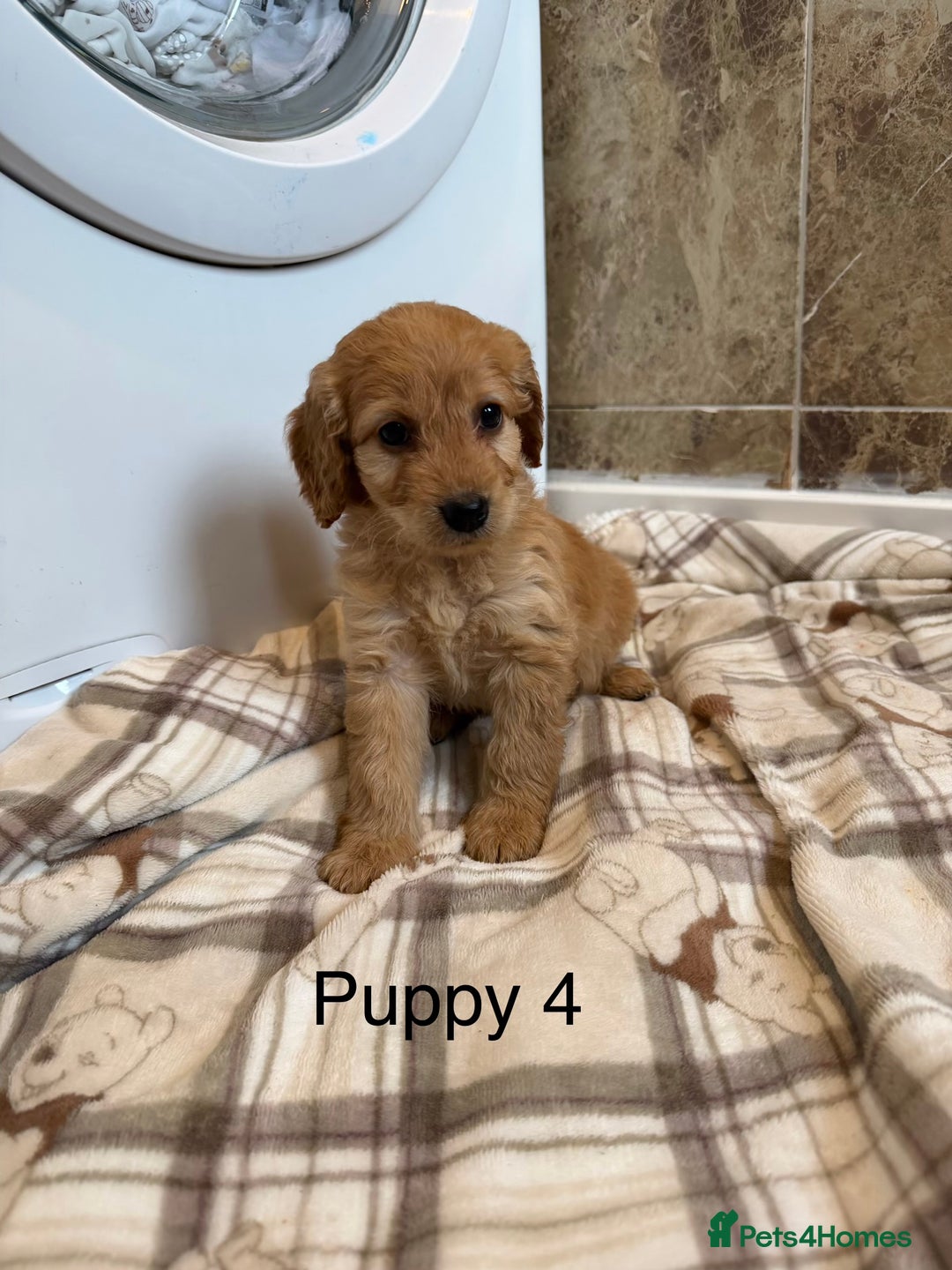 Stunning Fox red cockapoo puppy’s for sale in Stourport-on-Severn ...