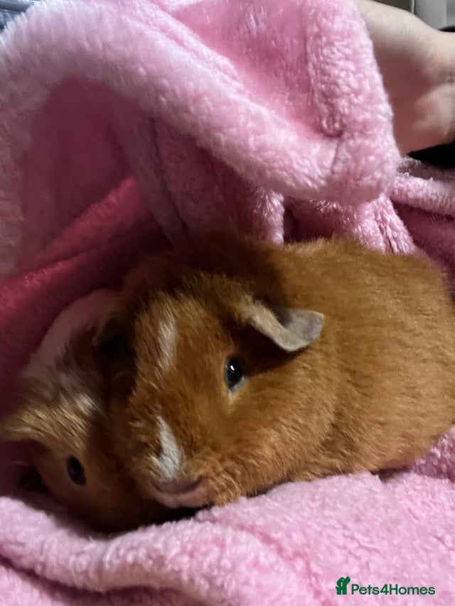 2 male guinea pigs for sale in Hatfield | Pets4Homes