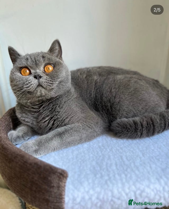 Beautiful BSH blue female cat for sale in Bordon | Pets4Homes