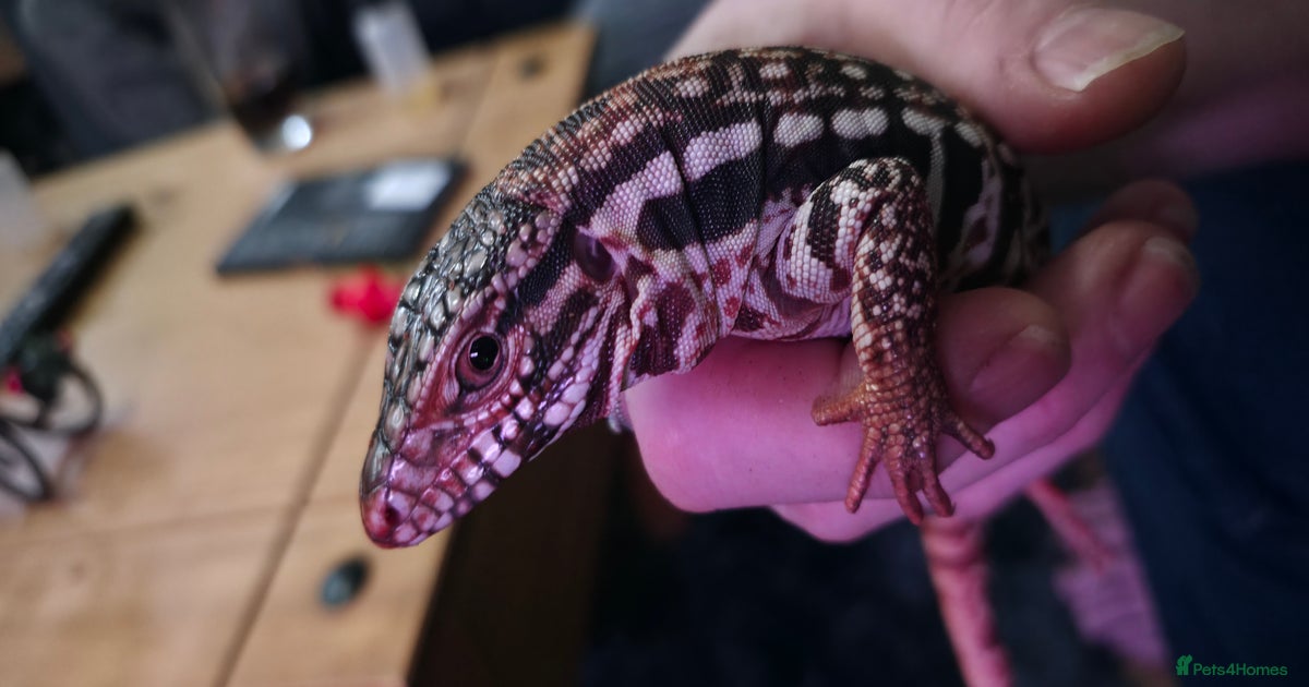 Young Red Tegu For Sale to right buyer for sale in Basingstoke | Pets4Homes