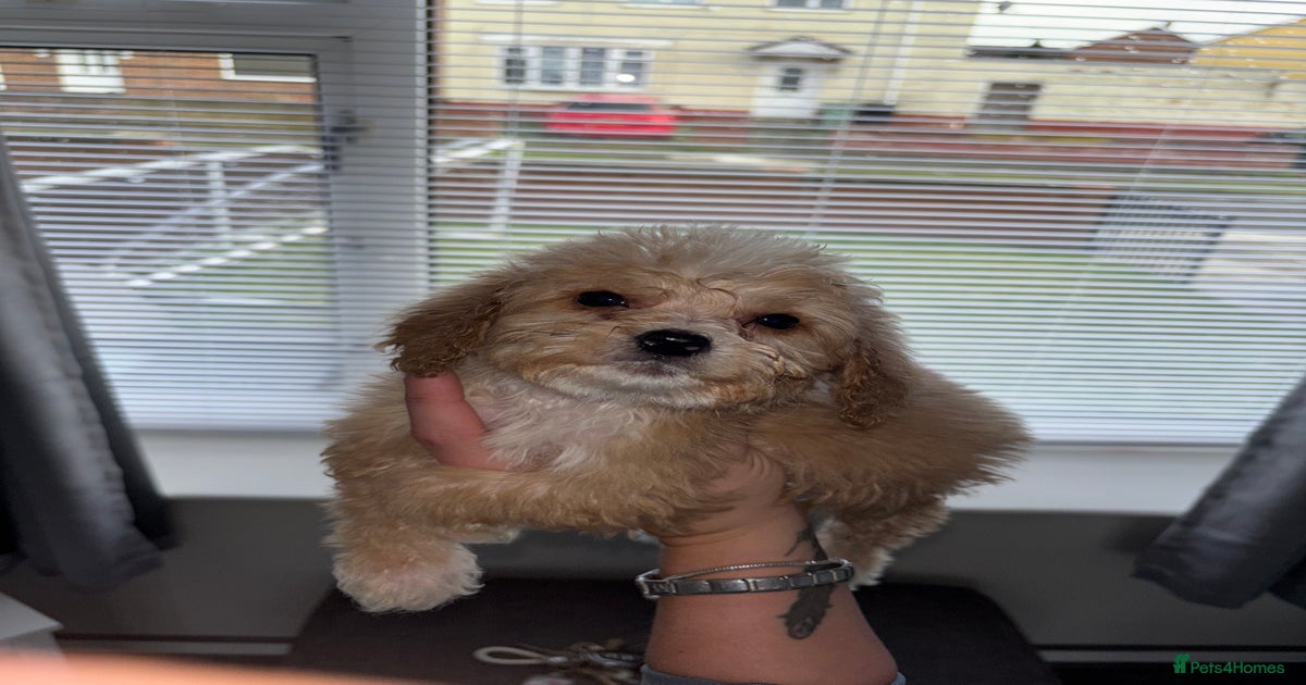 Springerpoo puppies for sale in Hartlepool | Pets4Homes