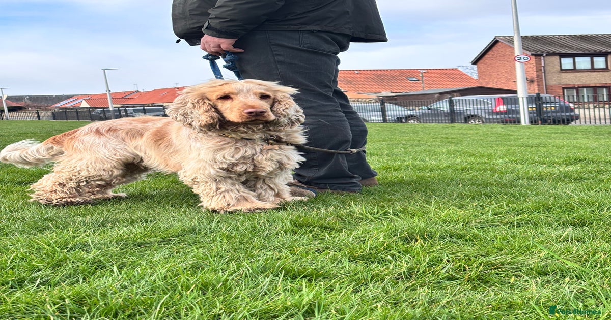 Lemon Roan Cocker Spaniel Stud – Edinburgh for stud in Edinburgh ...