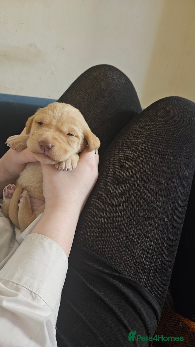 Cockerdor puppies for sale in Walsall | Pets4Homes