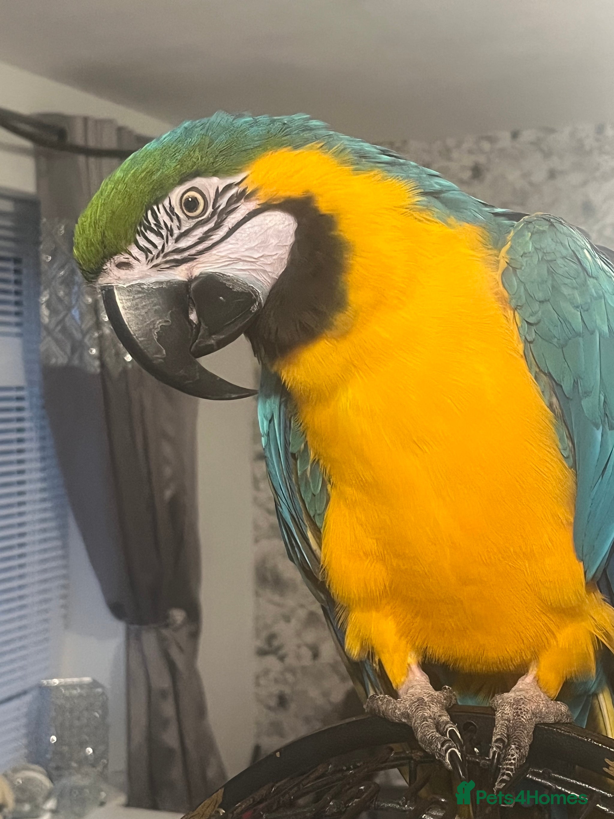 Macaws birds for sale | Pets4Homes