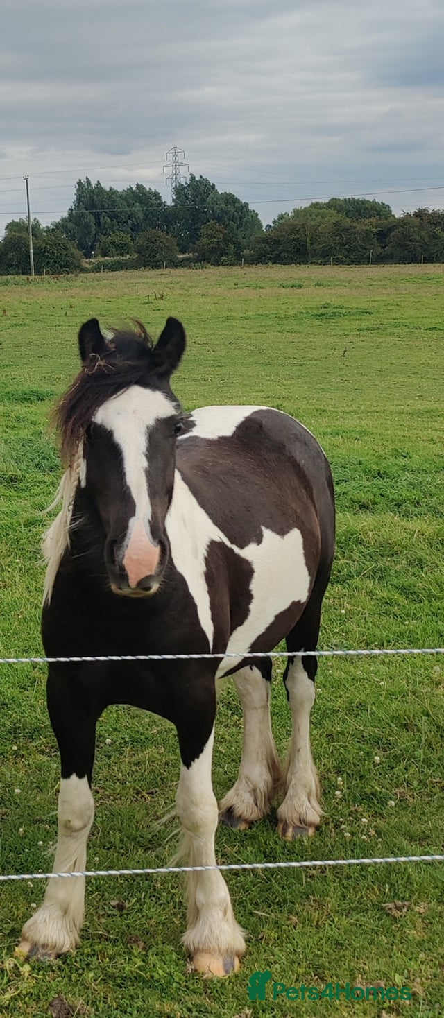 Piebald Cob for sale in Driffield | Pets4Homes