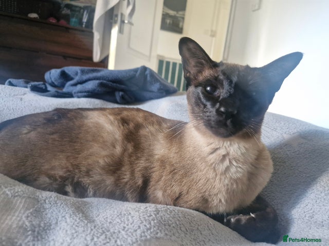 Siamese beautiful for sale in Aberystwyth | Pets4Homes
