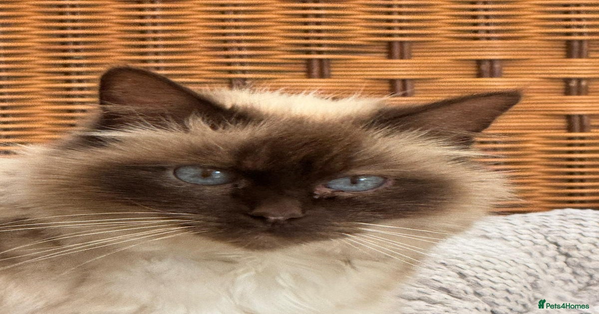 Birman chocolate point female for sale for sale in | Pets4Homes