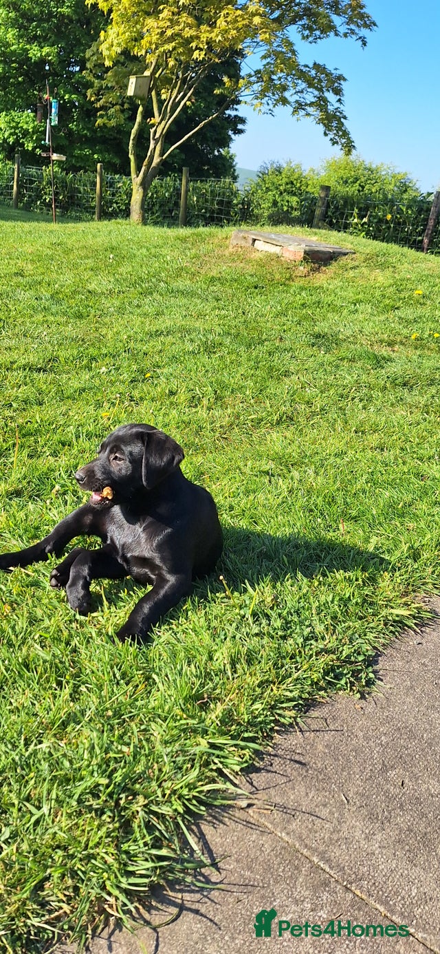 2 well put together playful labrador puppies for sale in Llandrindod ...