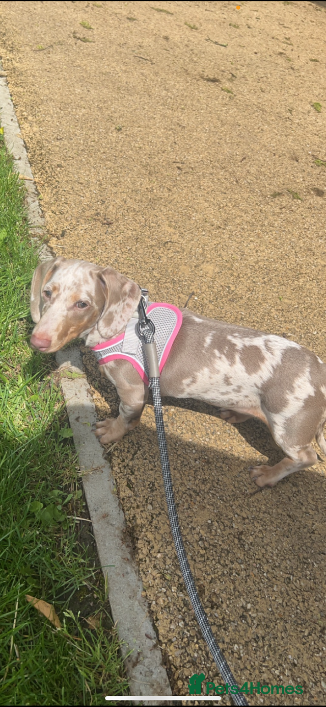 Isabelle and tan dapple boy for sale in Congleton | Pets4Homes