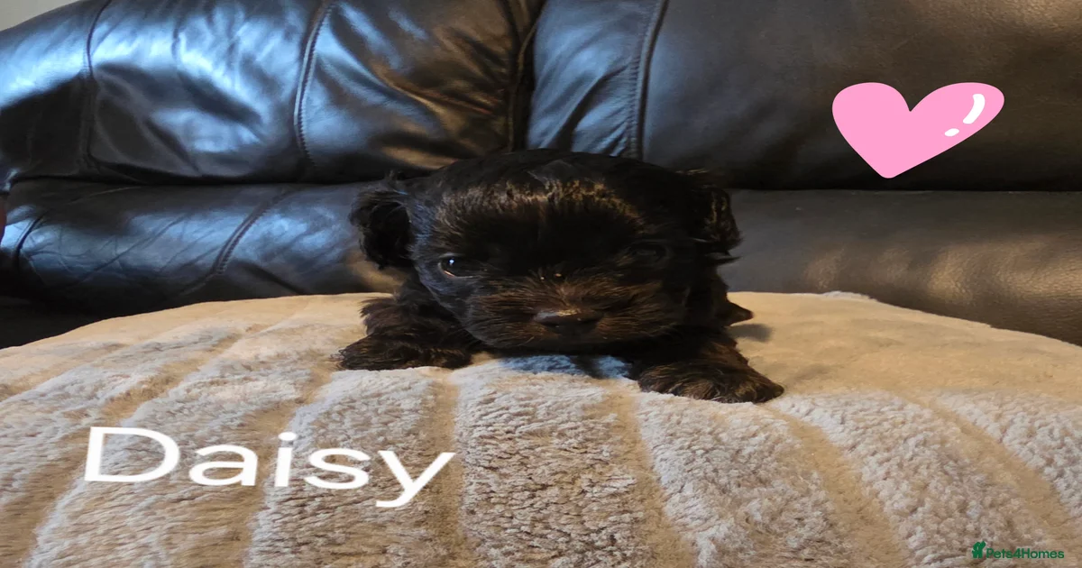 Mixed Breed Puppies for sale | Pets4Homes