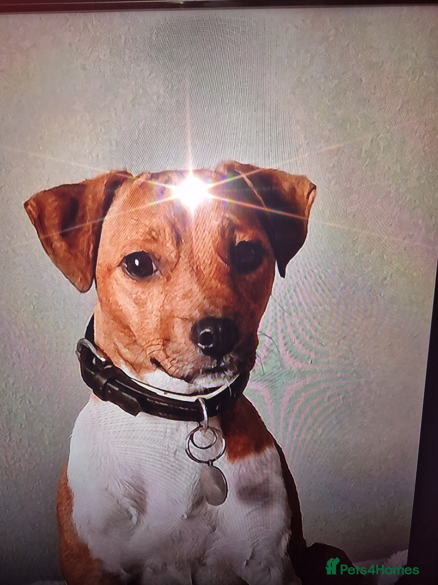 Plummer cross lakeland puppy's for sale in Mountain Ash | Pets4Homes
