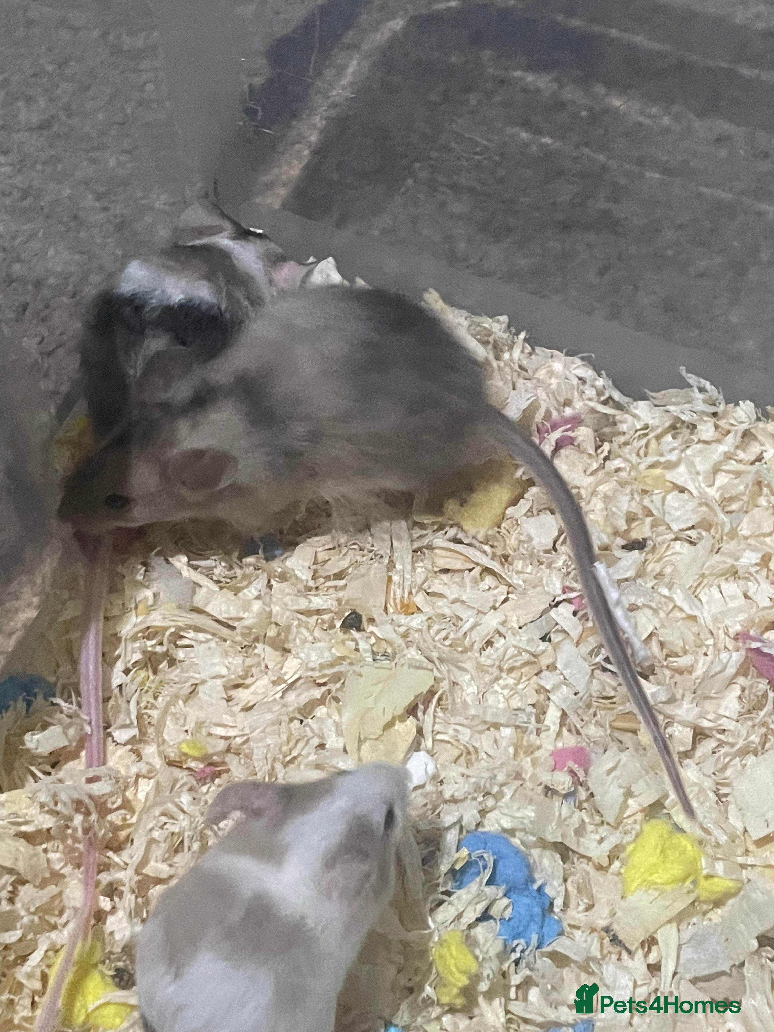 Texel and long haired male mice 6 available for sale in Chard | Pets4Homes