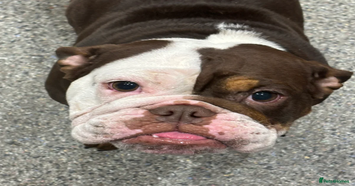 English bulldog - Female, 3 years old for sale in Llanelli | Pets4Homes