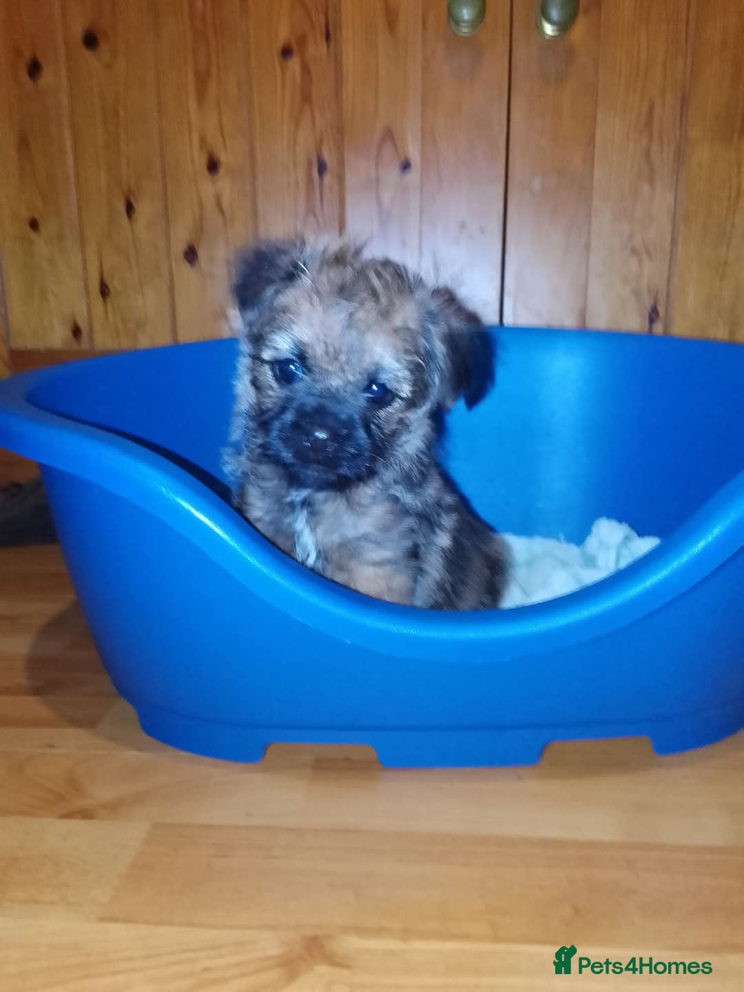 Border terrier pup for sale in Burton-on-Trent | Pets4Homes