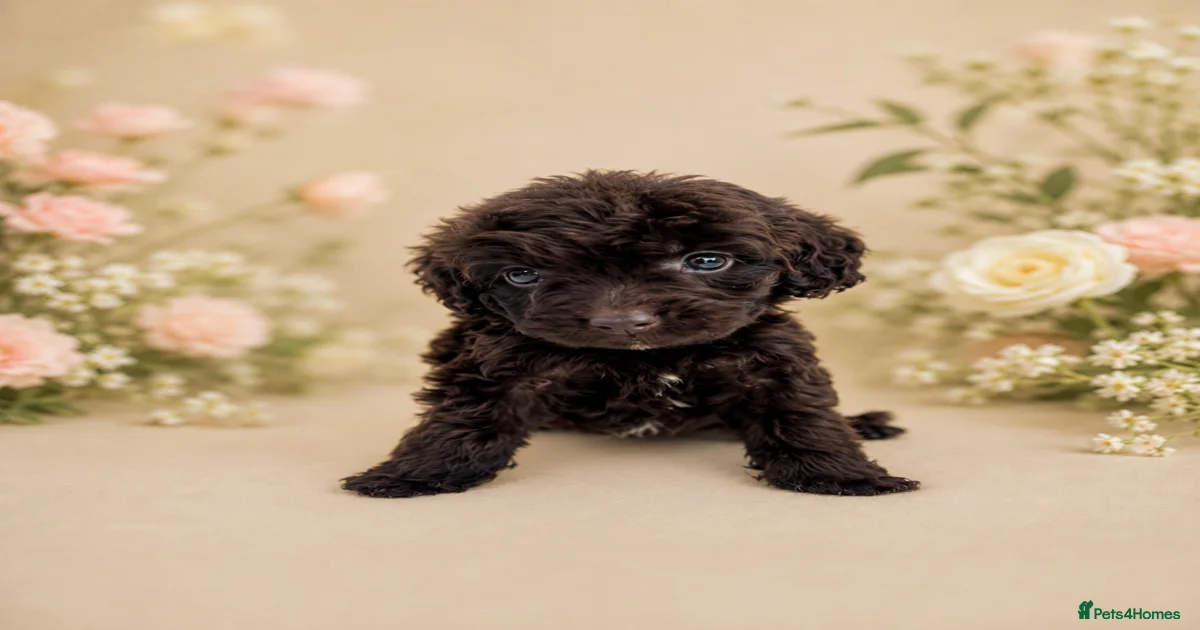 Cockapoo Puppies for sale | Pets4Homes