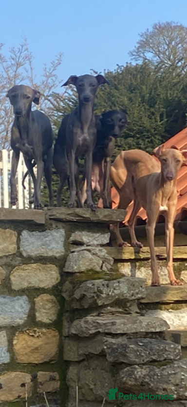 Free Puppies for sale | Pets4Homes