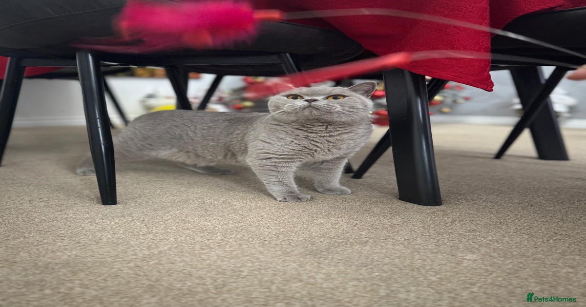 Lilac British Short Hair Queen for sale in Wolverhampton | Pets4Homes