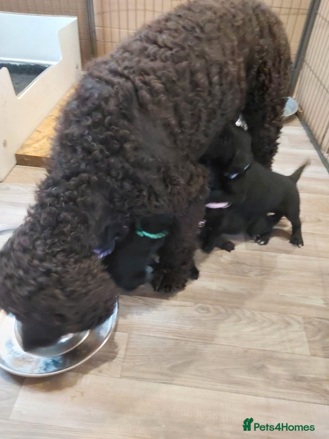 Irish Water Spaniel mum and Fox Red Labrador dad for sale in Doncaster ...