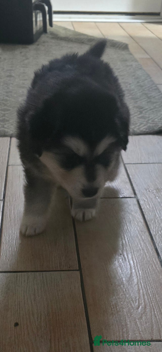 Husky pups for sale in Thornton Heath | Pets4Homes