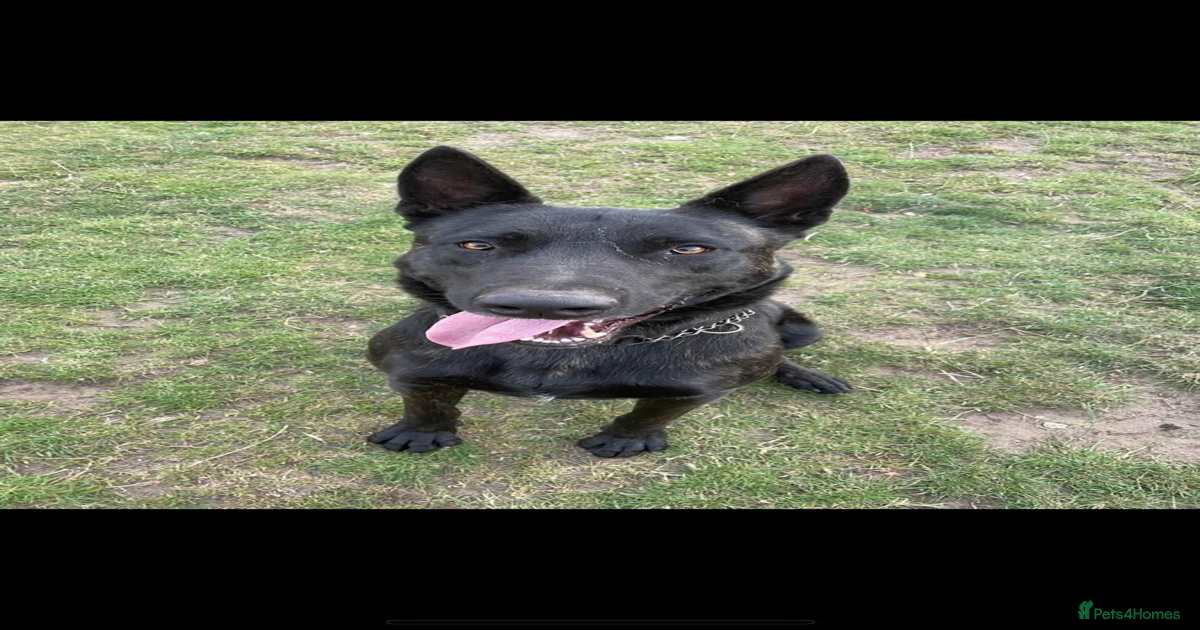 Dutch Herder for sale in Market Rasen | Pets4Homes